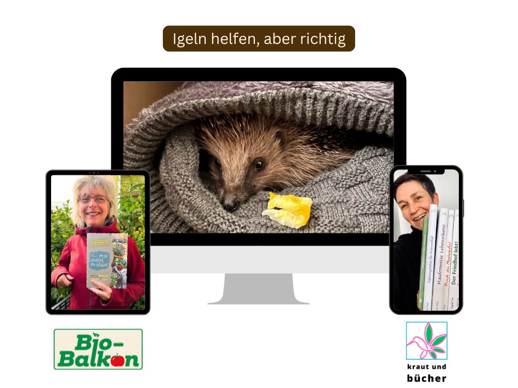 Igeln helfen, aber richtig - Bio-Balkon